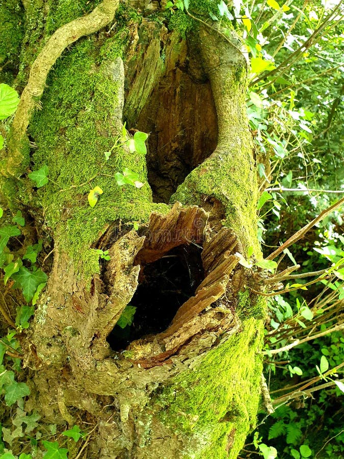 Old Enchanted Trees in a Forest Stock Photo - Image of enchanted ...