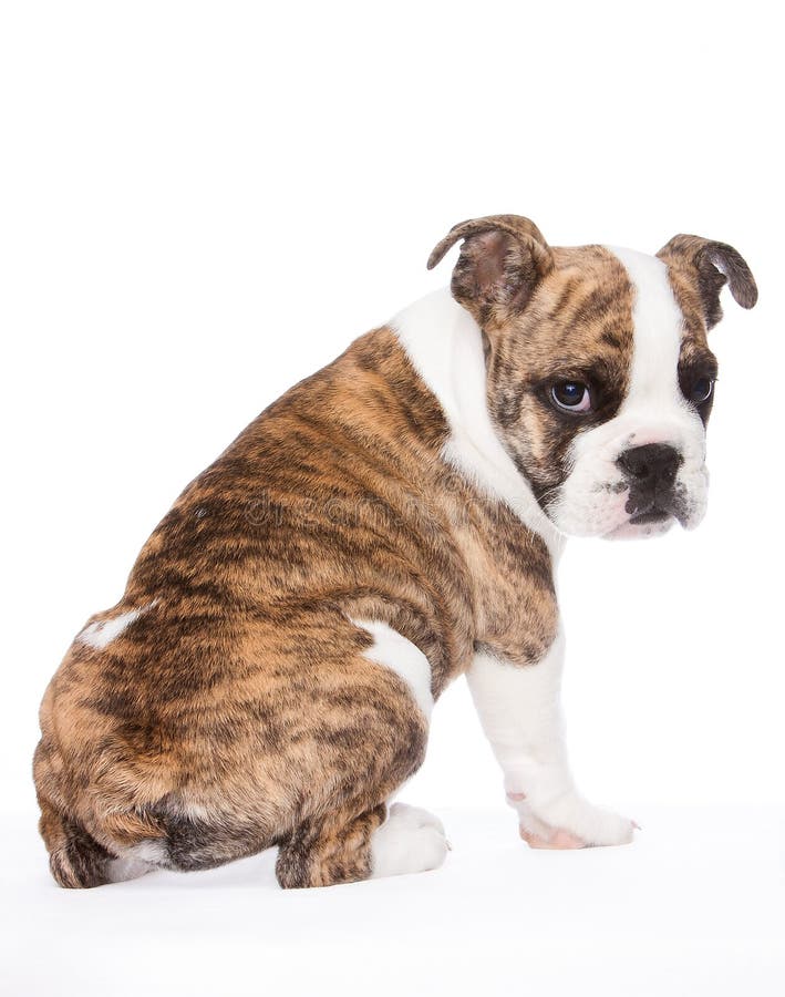 Rear View English Bulldog Stock Photos - Free & Royalty-Free Stock ...