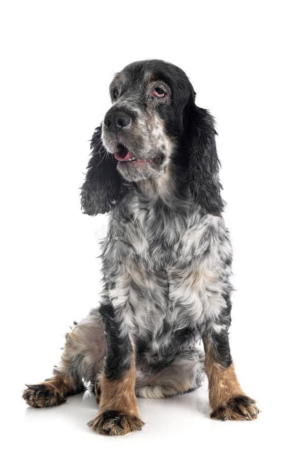 English Senior Cocker Spaniel Isolated Stock Photos - Free & Royalty ...