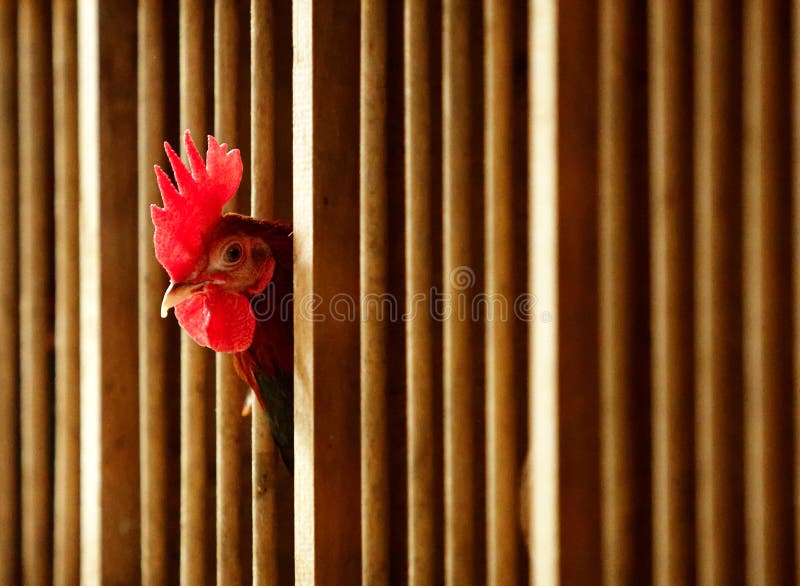 English Rooster with Bright Red Wattle and Comb, Tan Feathers and White ...