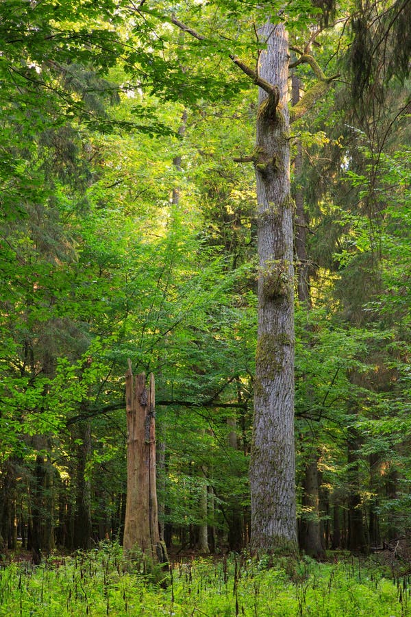 Old English Oak Tree in Summer Sunset Stock Image - Image of natural ...