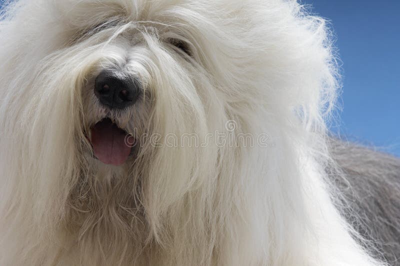 Old English Sheepdog stock image. Image of purebred, sheepdog - 13470319
