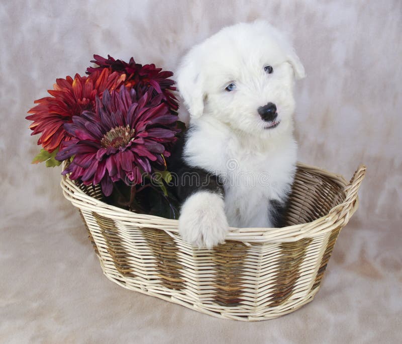 Old English Sheepdog Puppy stock image. Image of playful - 25019533