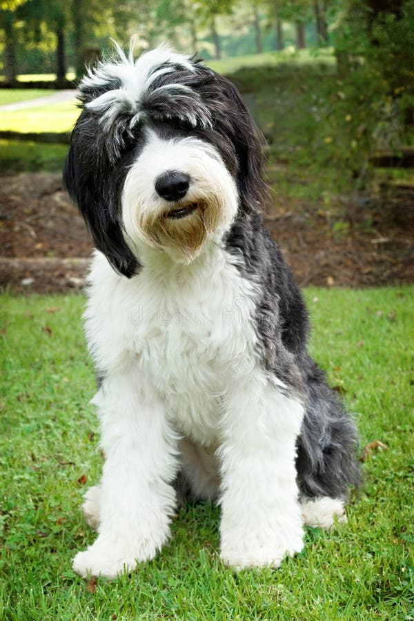 Old English Sheepdog Standing in Grass Stock Photo - Image of alone ...