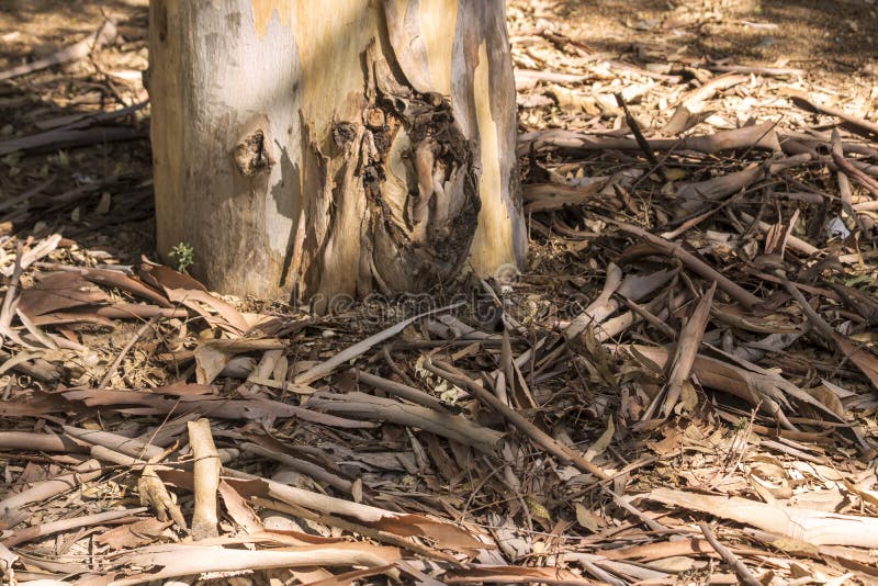 Eucalypt Tree Bark on Forest Floor Stock Photo - Image of tree, floor ...