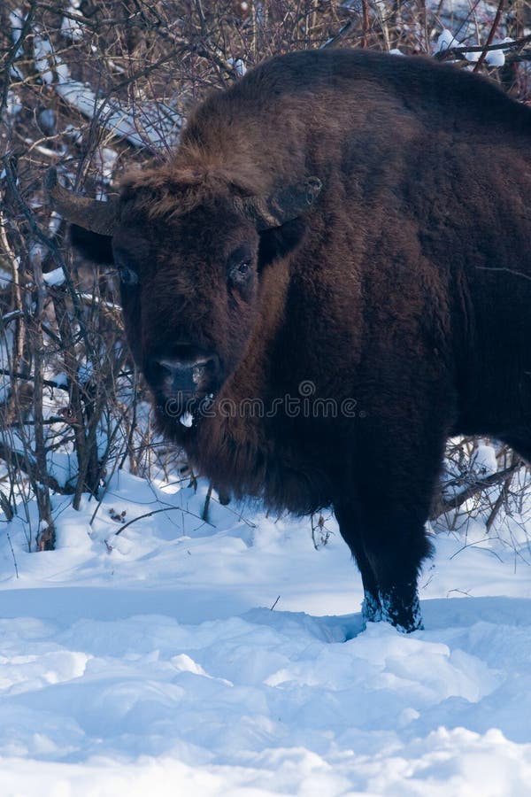 Old Eurpean Bison (Bison Bonasus) Portrait Stock Photo - Image of ...