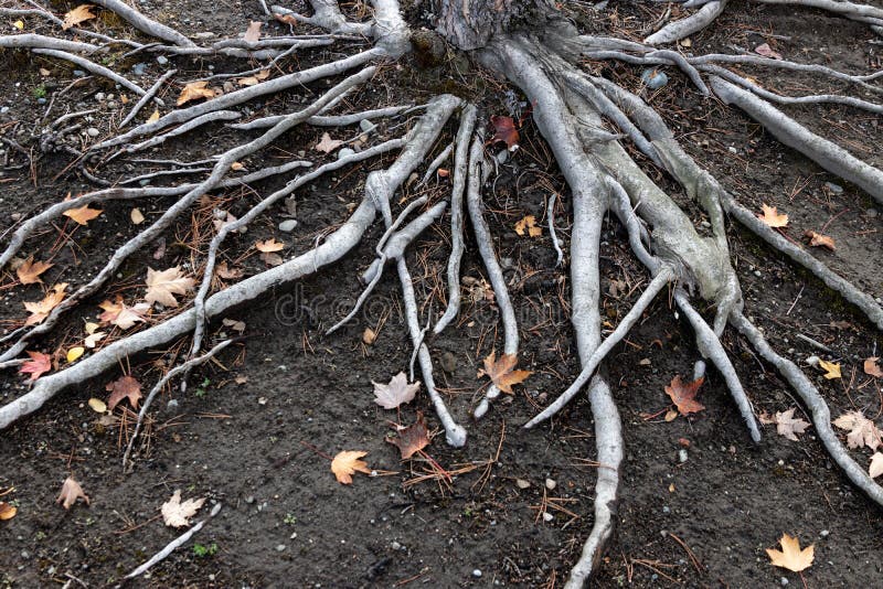 Old Exposed Tree Roots on Dirt Stock Photo - Image of ground, root ...