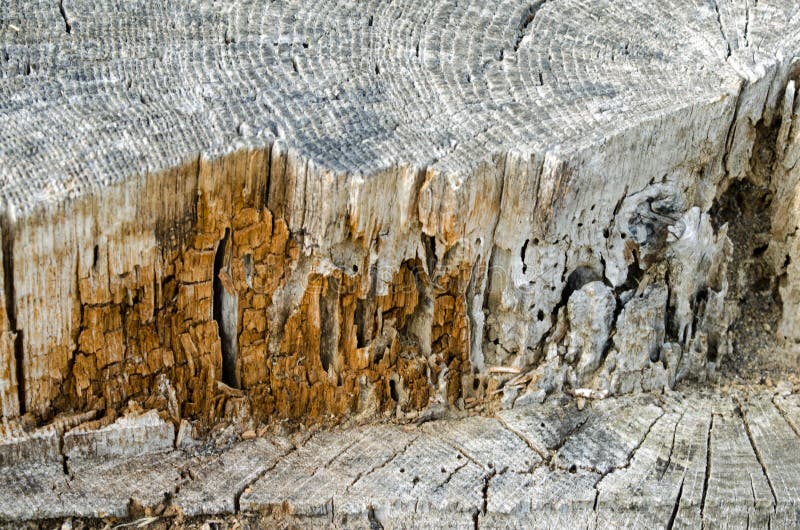 Exposed Tree Trunk Showing Pattern Stock Photo - Image of pattern ...