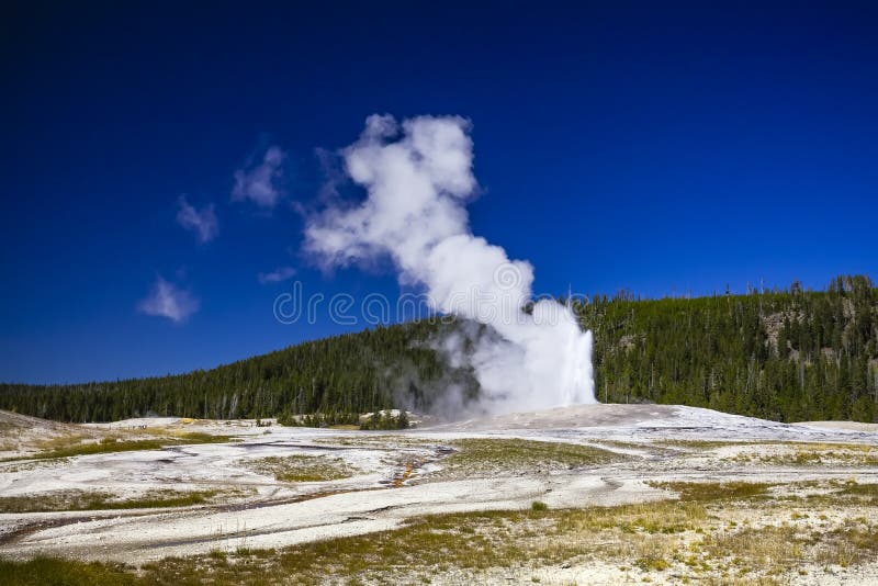 Old faithful stock photo. Image of nature, forest, spring - 26805186