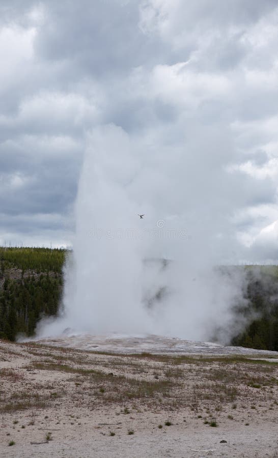 Old Faithful stock photo. Image of geyser, landmark, park - 49549484
