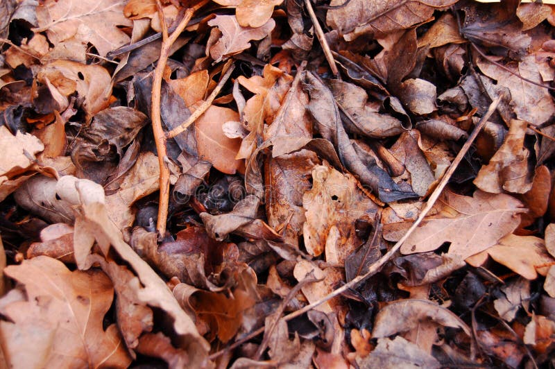 Old fall leaves stock image. Image of trees, biodegradable - 700937