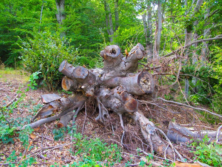 Old fallen beech tree stock image. Image of trunk, woodland - 378612513