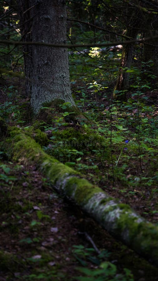An Old Fallen Birch Covered with Moss Stock Image - Image of yellow ...