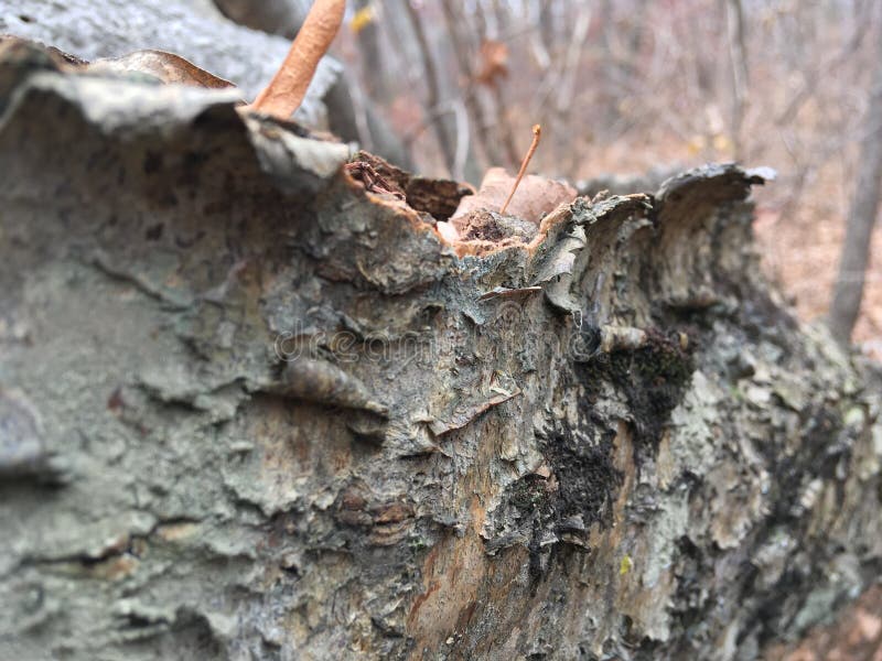 Old Fallen Birch Tree Bark, Close-up. Autumn Forest. Stock Photo ...