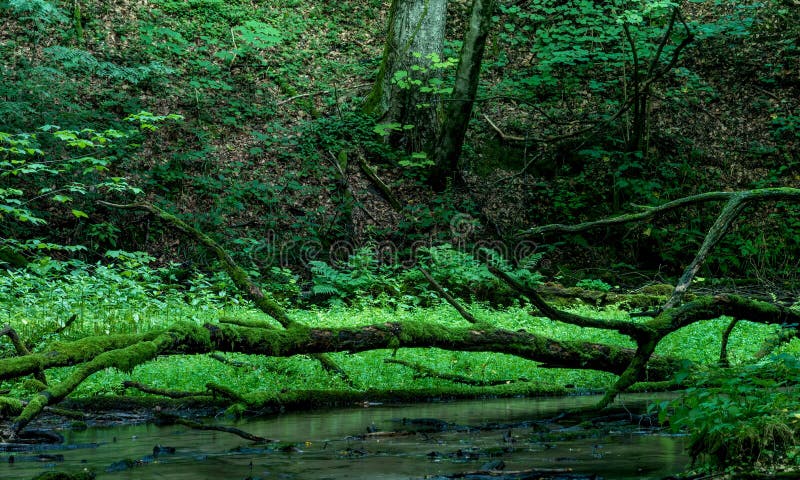 Old Fallen Branch Over Water Covered with Moss, Stock Image - Image of ...