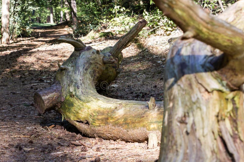 Old Fallen Curved and Skinned Tree Trunk on the Forest Floor Stock ...
