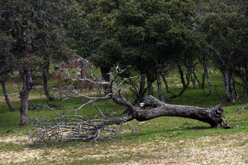 Old Fallen Damaged Tree in the Forest Stock Image - Image of leafless ...