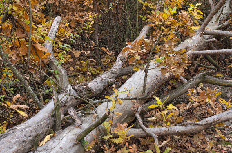 Old Fallen Dry Trees in the Forest Stock Image - Image of snag, trees ...
