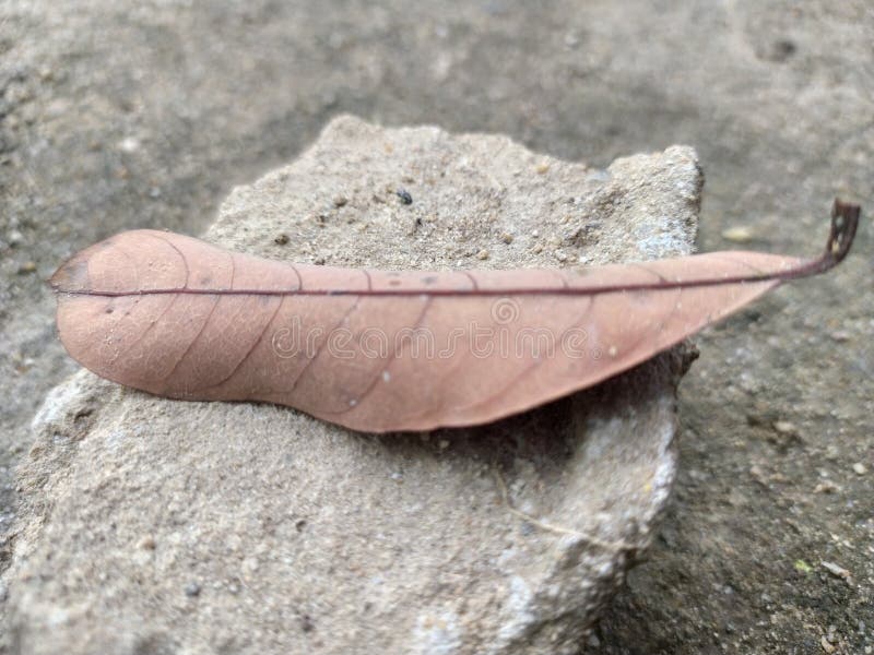 An Old Fallen Leaf is a Very Rare Sight Stock Image - Image of geology ...