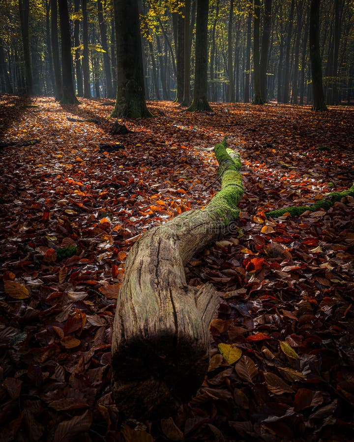 Old Fallen Log Partially Covered with Moss on the Forest Floor Stock ...