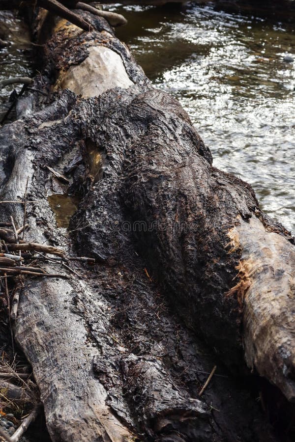 A Fallen Log Laying Across a Forest Stream Stock Image - Image of ...