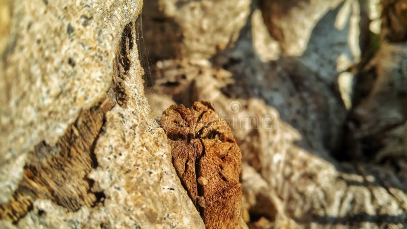 Texture of Moringa Old Wood Aesthetic Stock Photo - Image of nature ...