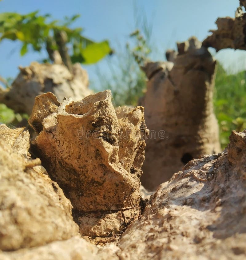 Texture of Moringa Old Wood Aesthetic Stock Photo - Image of fallen ...