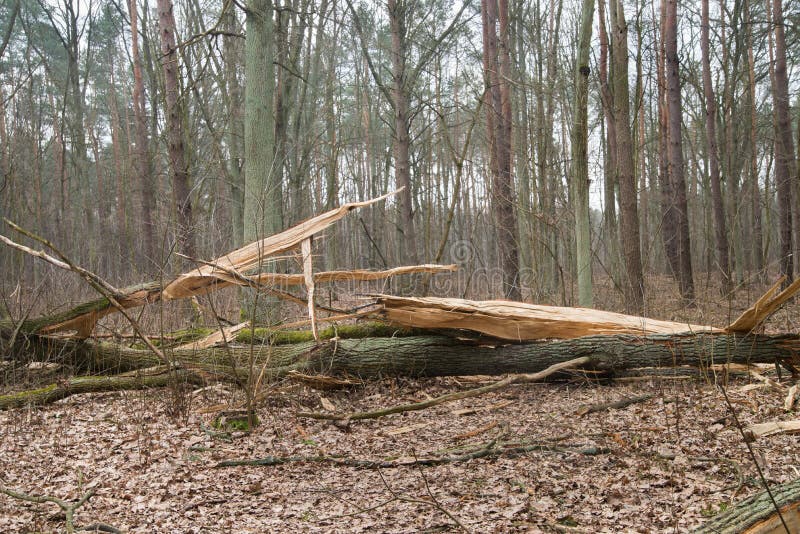 Old Fallen Oak Tree in Forest Stock Image - Image of park, branch ...
