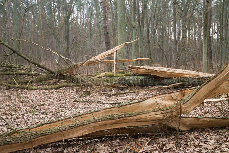 Old Fallen Oak Tree in Forest Stock Photo - Image of dead, outside ...