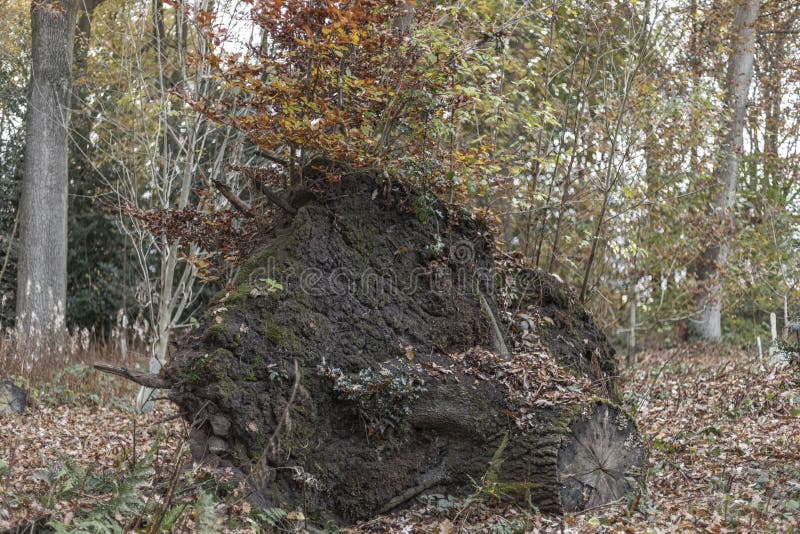 Old Fallen Over Tree Stump Lying in the Woods Stock Image - Image of ...
