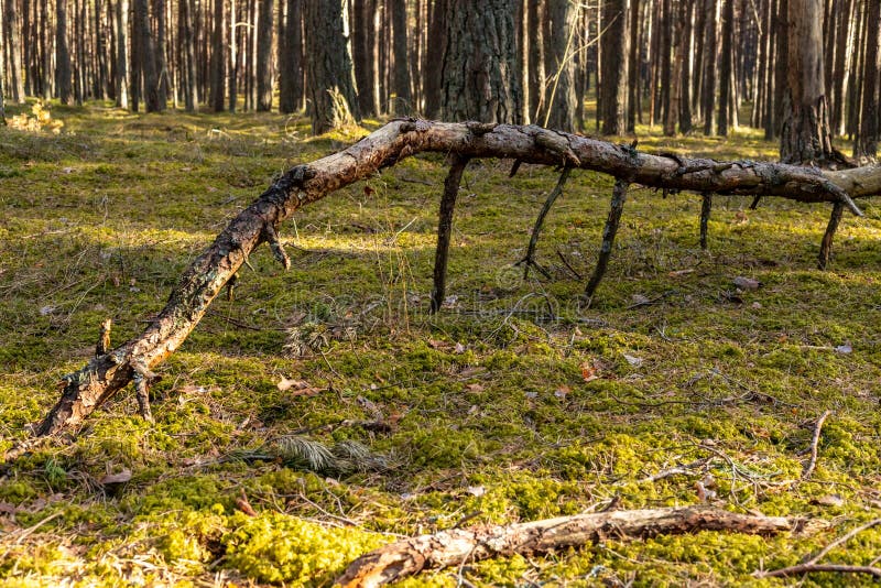 Old Fallen Pine Tree Branch in Forest. Stock Image - Image of orange ...