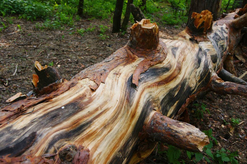 Fallen pine needles stock photo. Image of nature, conifer - 121005676