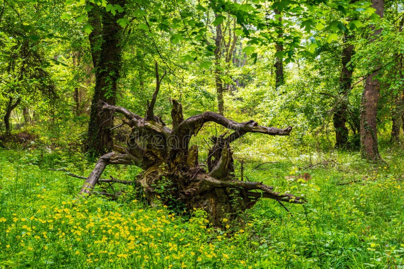 Old Fallen Rotten Tree Root Bright Green Forest Stock Photos - Free ...