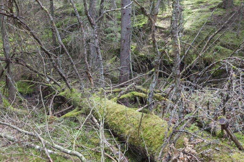 Fallen old spruce tree stock photo. Image of landscape - 36759258