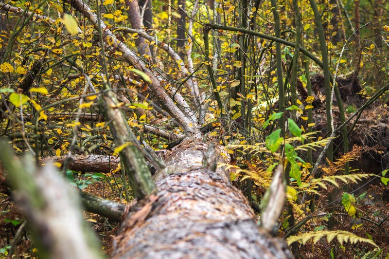 Old Fallen Tree in the Autumn Forest, Close-up. Deadwood Stock Image ...