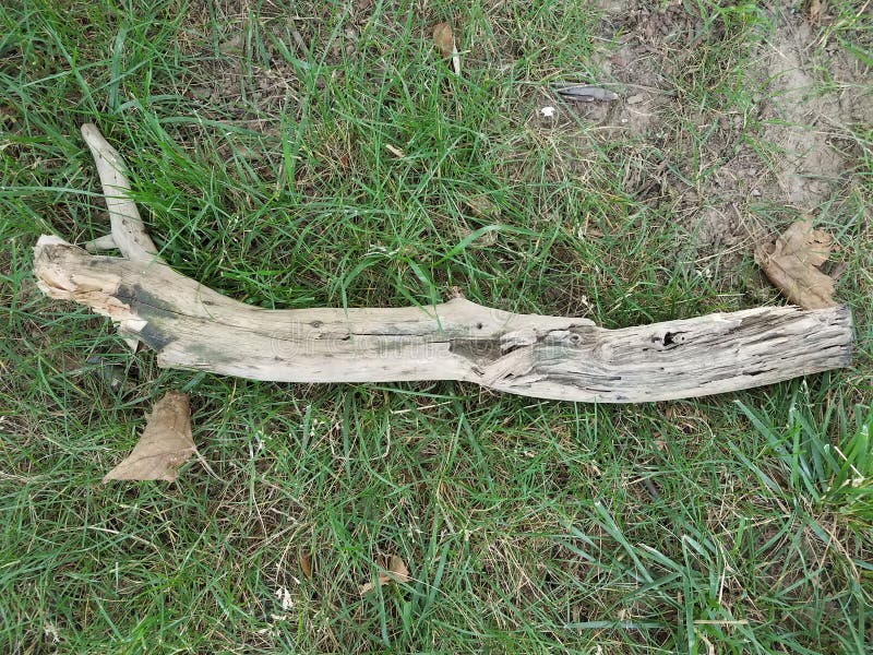 Old Fallen Tree Branch Laying in the Grass Stock Photo - Image of ...