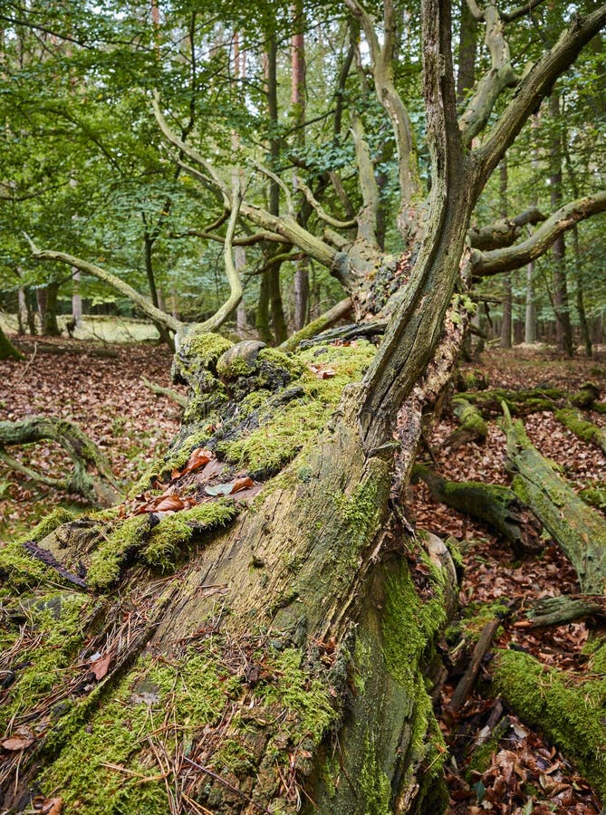 An Old Fallen Log Covered with Moss in a Dark Dense Forest Stock Image ...