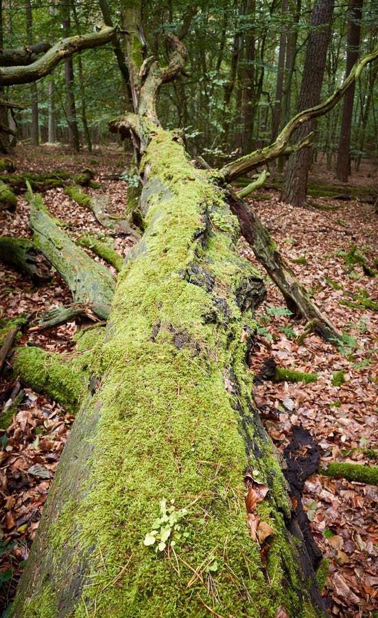 An Old Fallen Log Covered with Moss in a Dark Dense Forest Stock Image ...