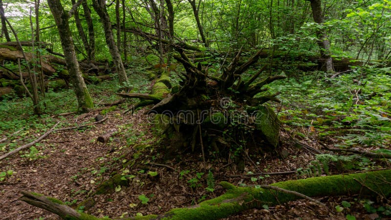 An Old Fallen Tree Covered with Moss Lies in a Forest Surrounded by ...