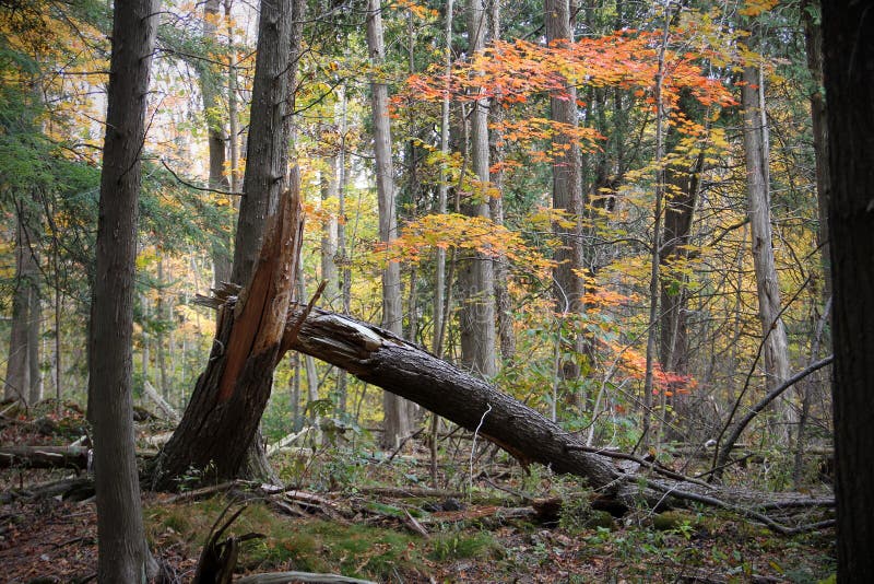 Old Fallen Tree in the Deep Forest in Autumn Stock Photo - Image of ...