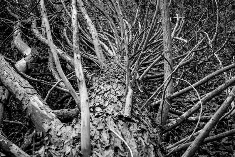 Old Fallen Tree in the Forest. Black and White Photography Stock Image ...