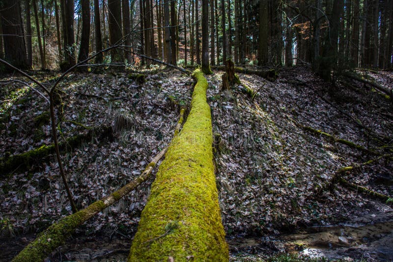On Old Fallen Tree in a Forest Stock Photo - Image of fallen, tree ...