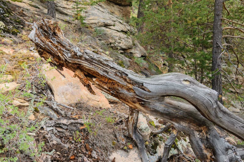 Old Fallen Tree in the Forest. Stock Photo - Image of decay, plant ...