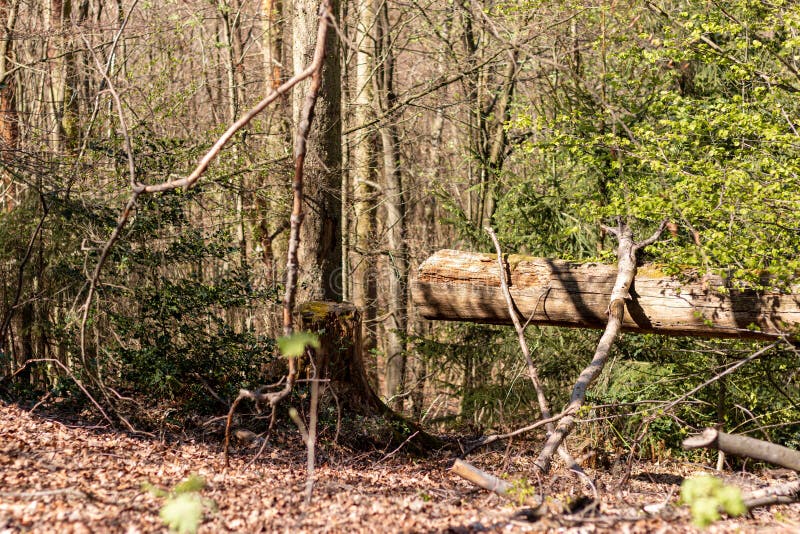 Old Fallen Tree in the Forest and a Stump Near it Stock Photo - Image ...
