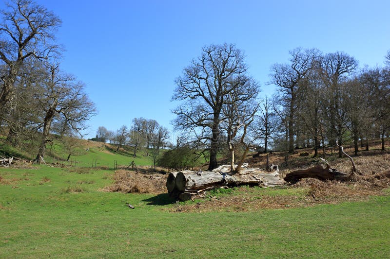 Old Fallen Tree in the Green Hills of the Sevenoaks Countryside Stock ...