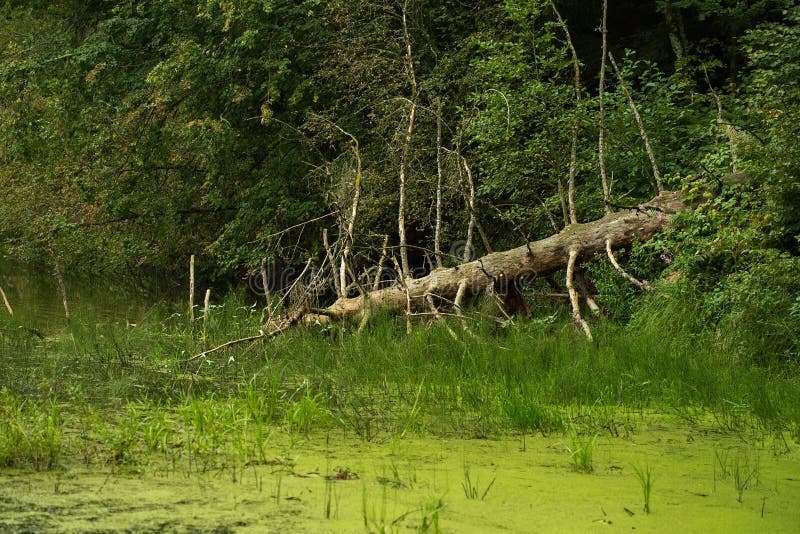 An Old Fallen Tree Lies on the Surface of the River, Summer Forest ...