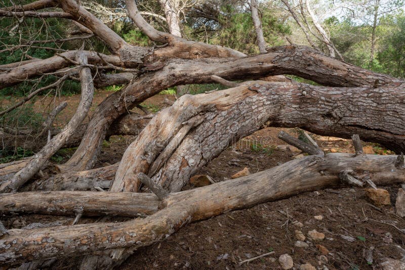 Old Fallen Tree in the Middle of the Forest Stock Image - Image of ...