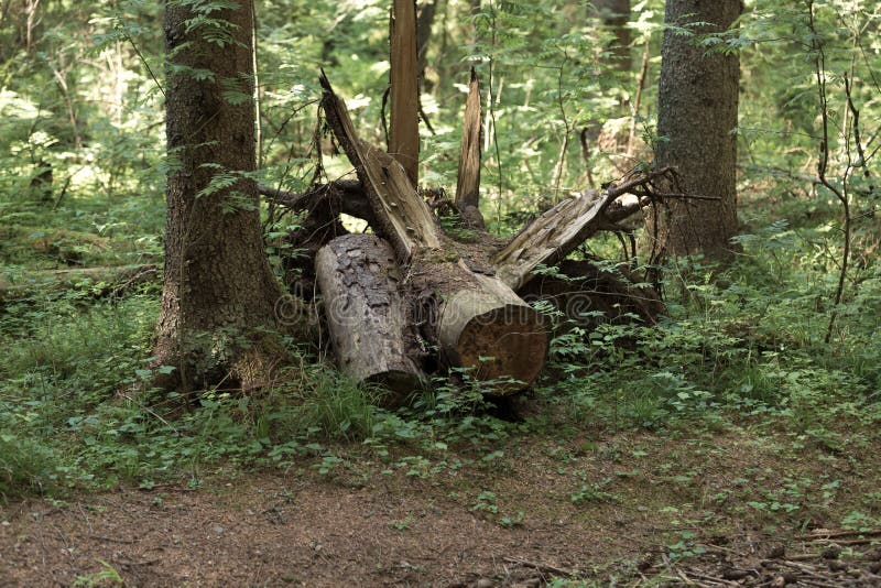 An Old Fallen Tree in a Natural Forest Stock Image - Image of damage ...