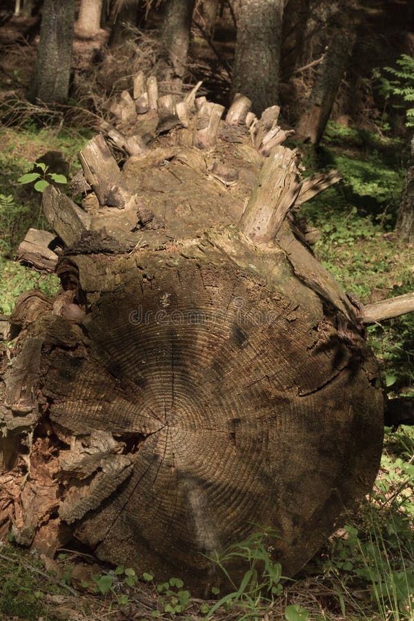 An Old Fallen Tree in a Natural Forest Stock Photo - Image of woodland ...