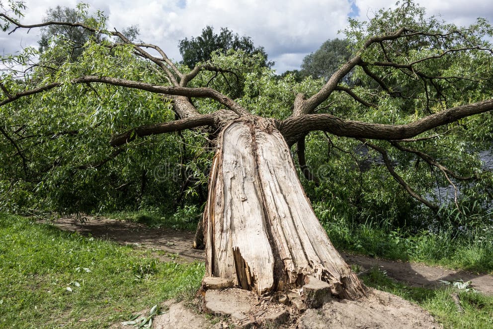Old fallen tree stock image. Image of grove, fallen, green - 85558061